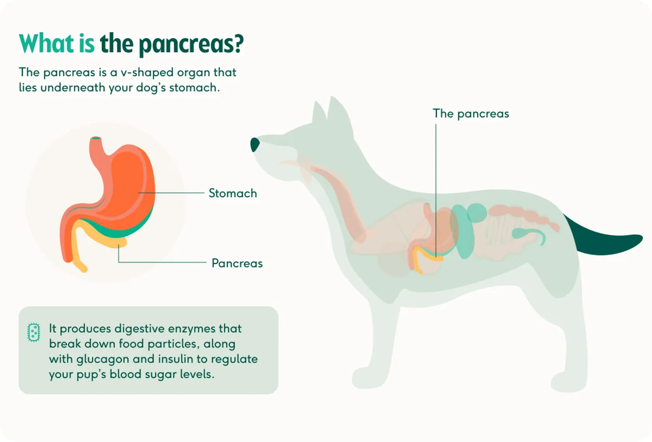 Dog pancreatitis: a holistic guide to pain-free prevention and care | Lyka Blog