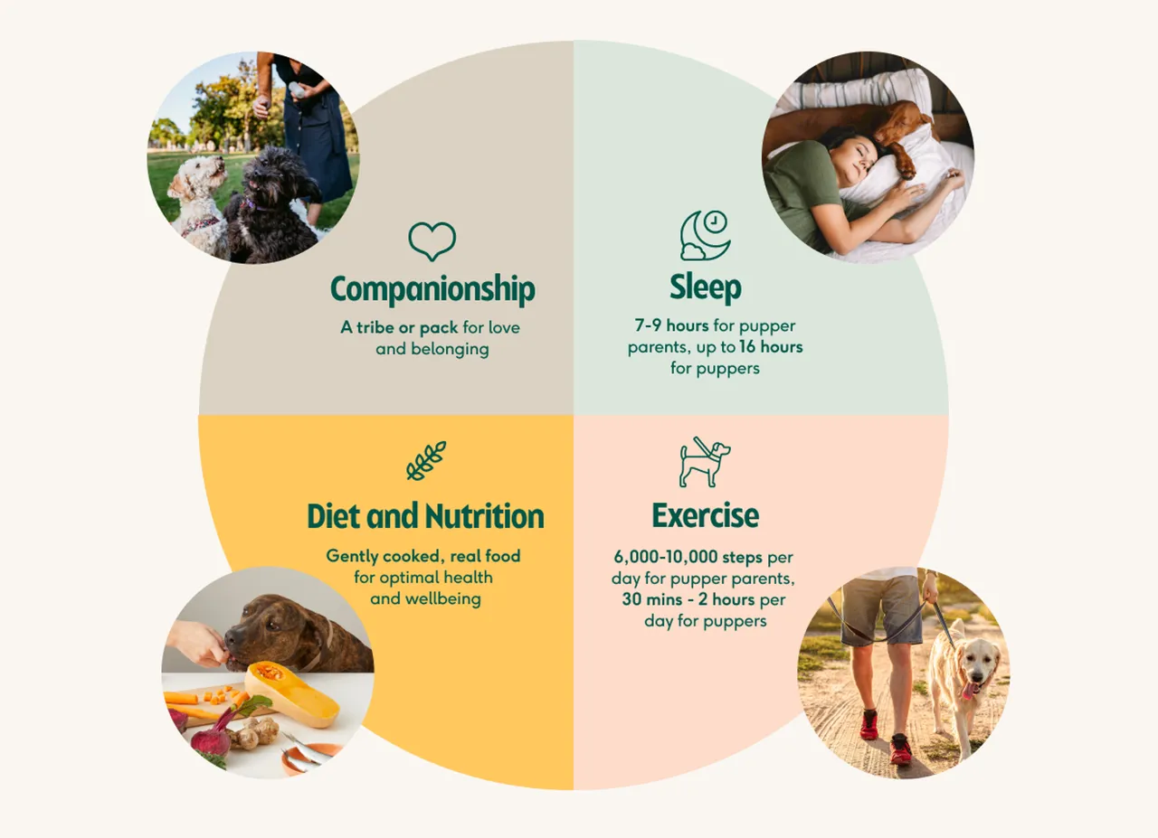 Eat, sleep, play, love: four pillars of shared wellness for you and ...