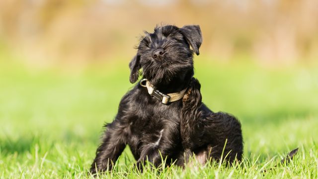 Dog poo decoded: colour, consistency and smell (with charts!) | Lyka Blog