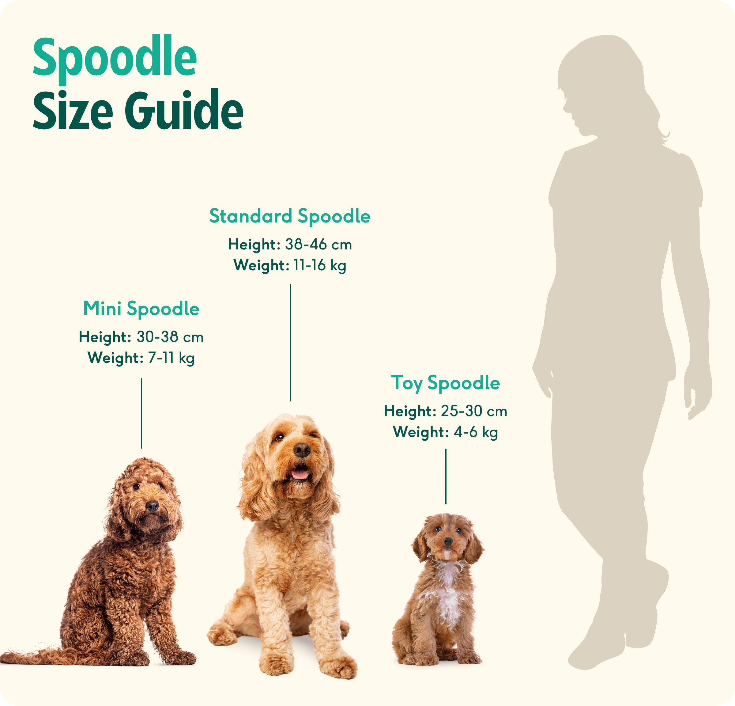 Spoodle Puppy's Spoodle: The Social Butterfly Of Dogs PD Insurance
