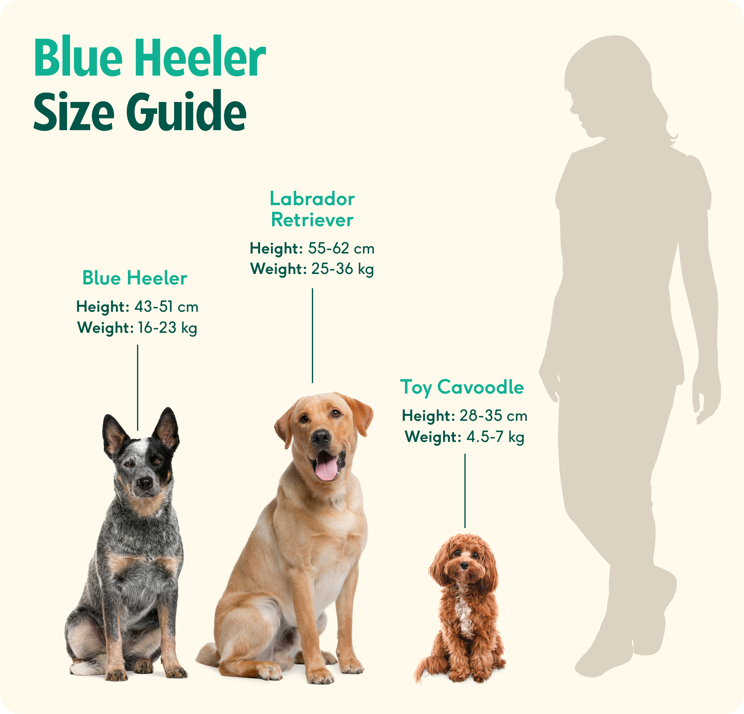 Blue Heeler Full Grown