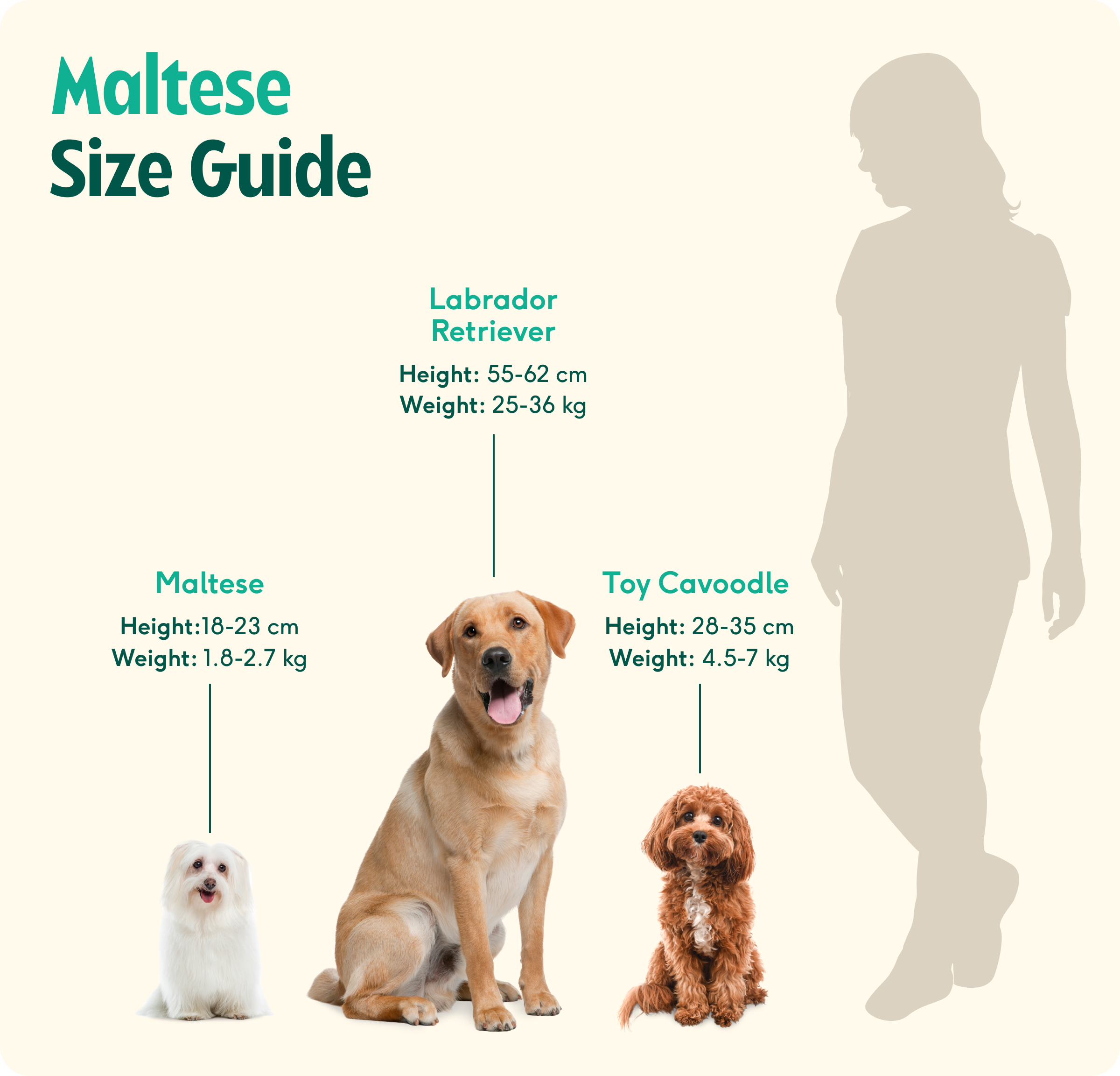 Maltese Dogs Full Grown Size