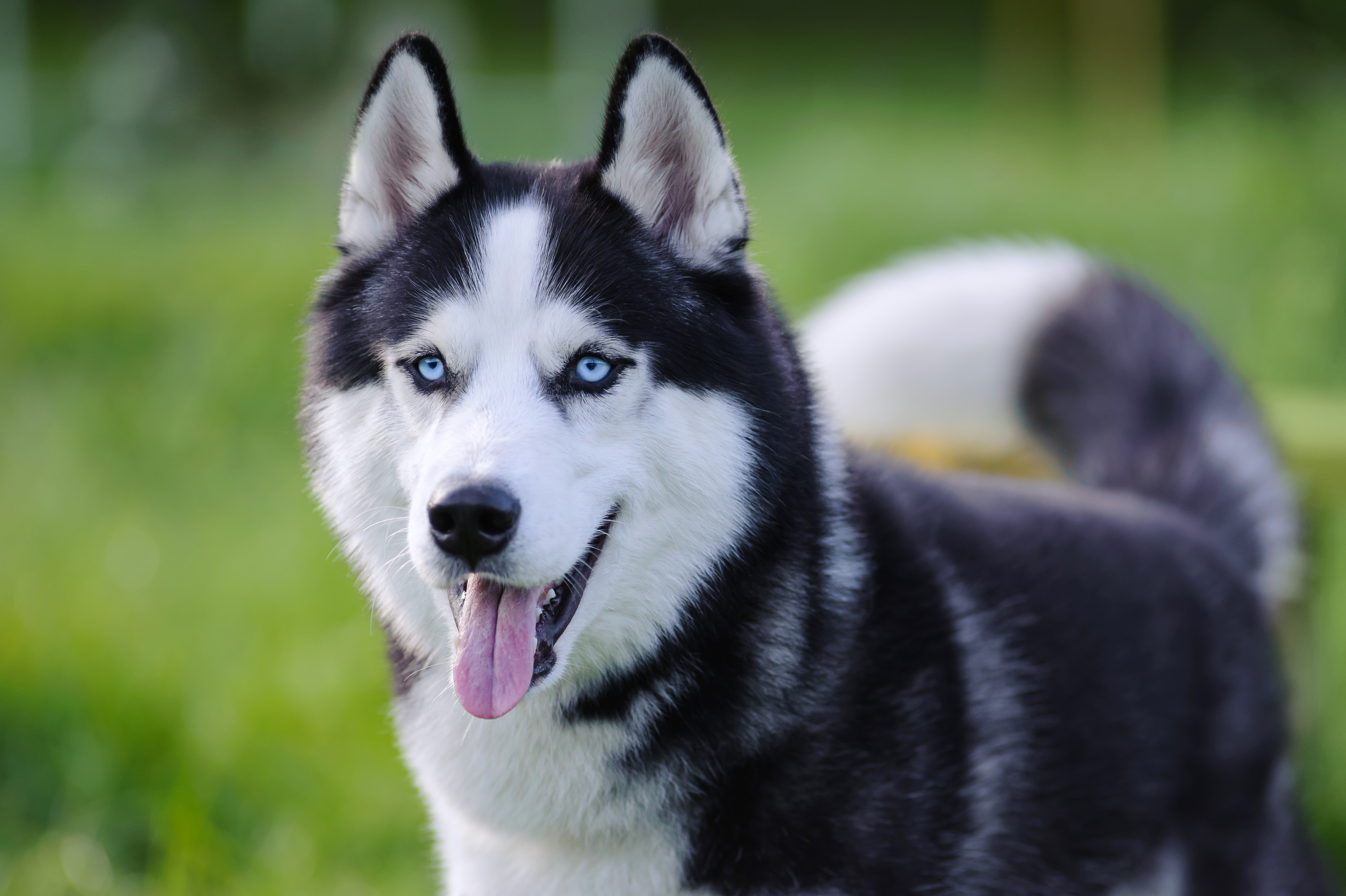 Dark Grey Husky
