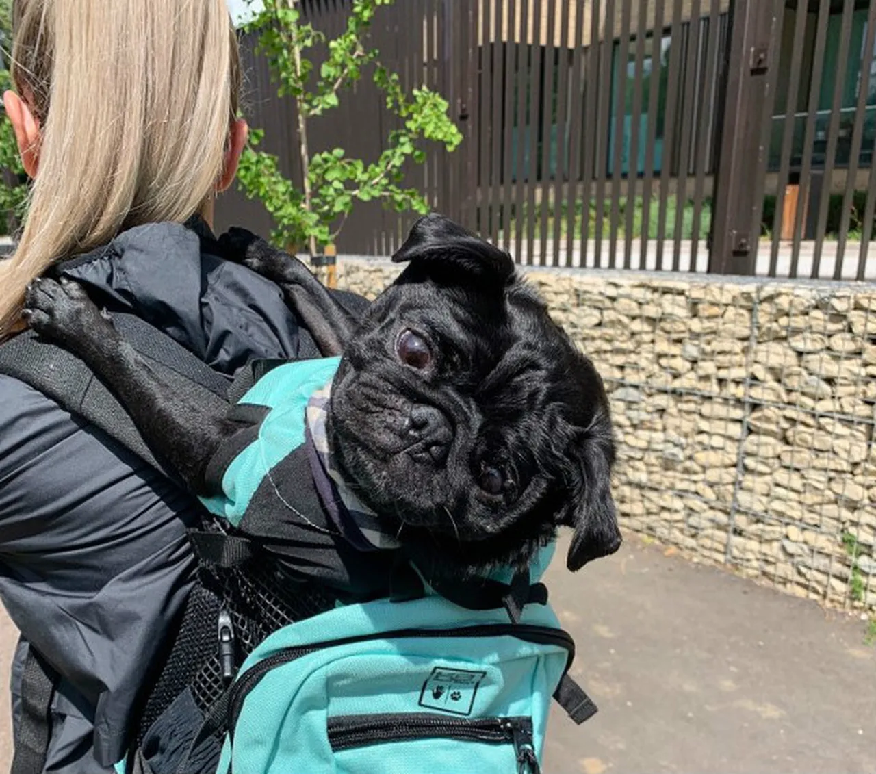 How fresh food fuelled Zuzu the globetrotting pup | Lyka Blog