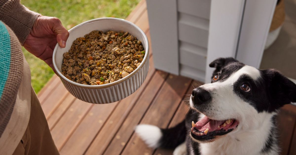 Mix and match your pup’s Lyka meal combo for tailored preventative health | Lyka Blog