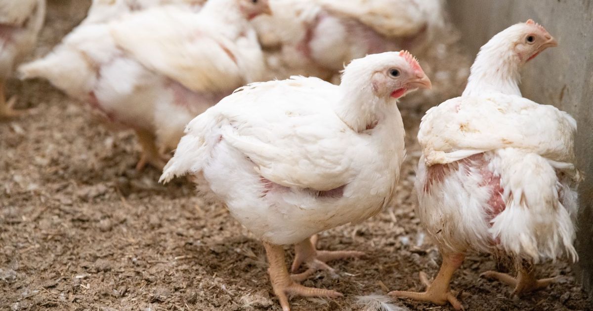Environmental monitoring of highly pathogenic avian influenza virus ...