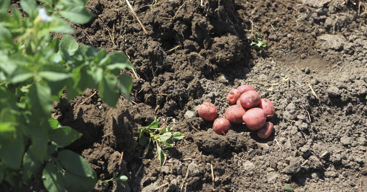 Non-destructive quality testing of potatoes using NIR hyperspectral ...