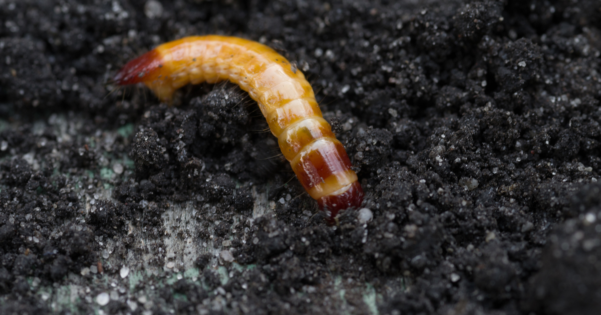 Advancing monitoring and decision-making tools for wireworm in Alberta