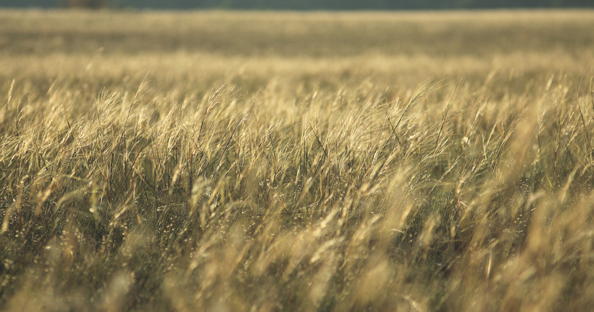 Drought management in northeastern Alberta: management strategies for ...