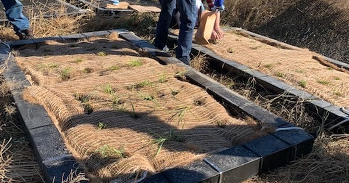 Floating Islands! We get a closer look at a water remediation project ...