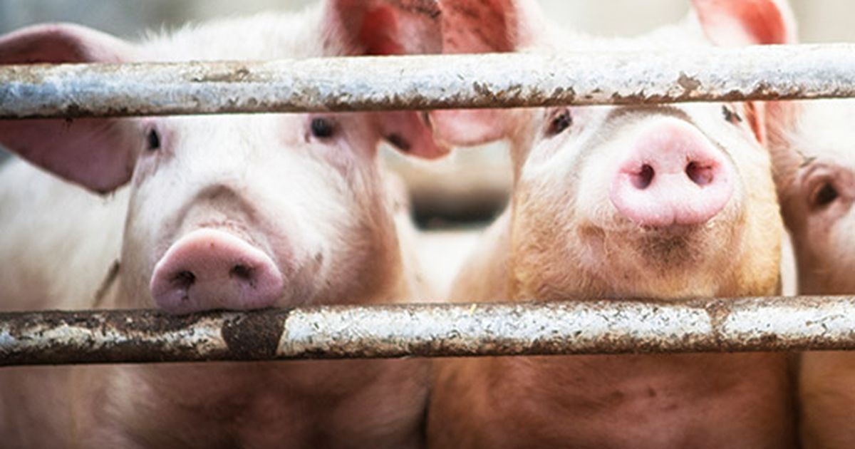 An antibiotic-free treatment for post-weaning diarrhea in pigs ...