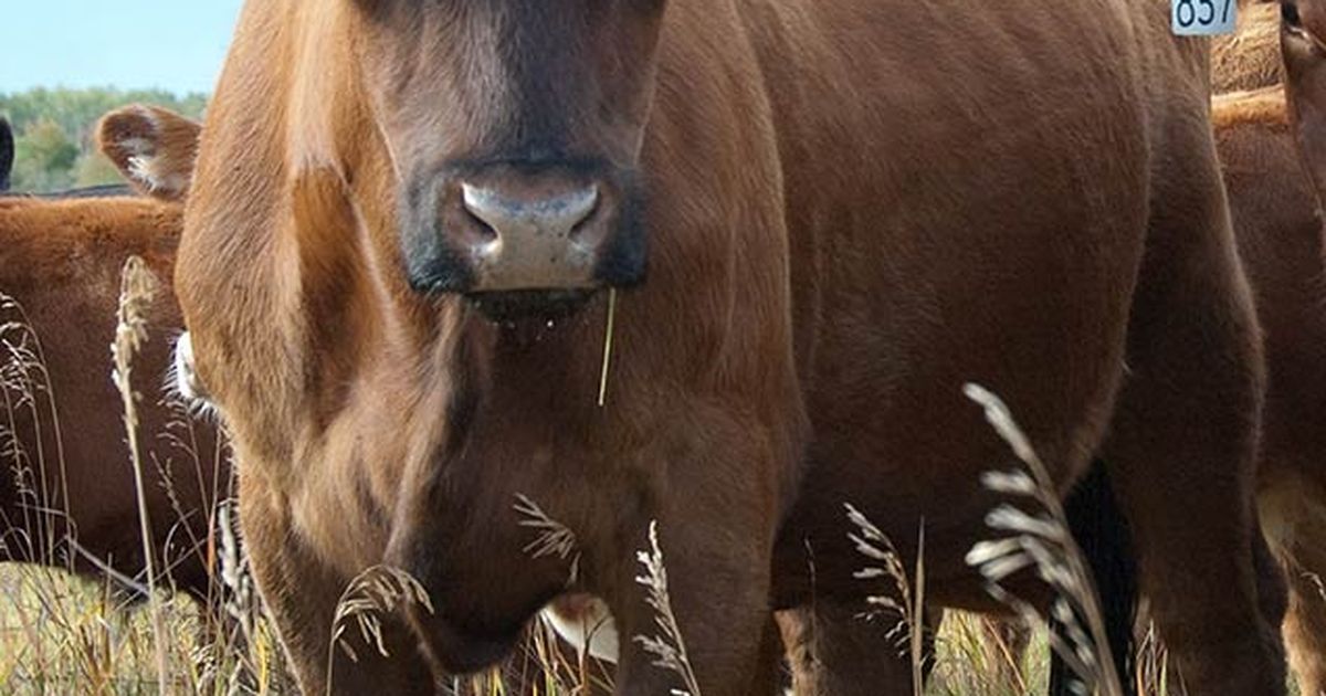 Herd DNA pooling tool: using DNA pooling for breeding management in ...