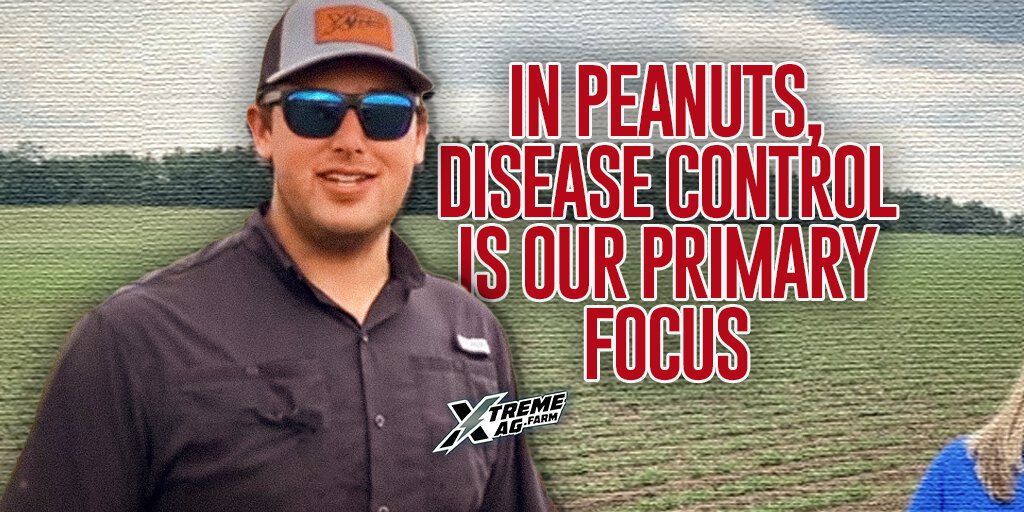 Innovating Peanut Disease Control with Biological Fungicide