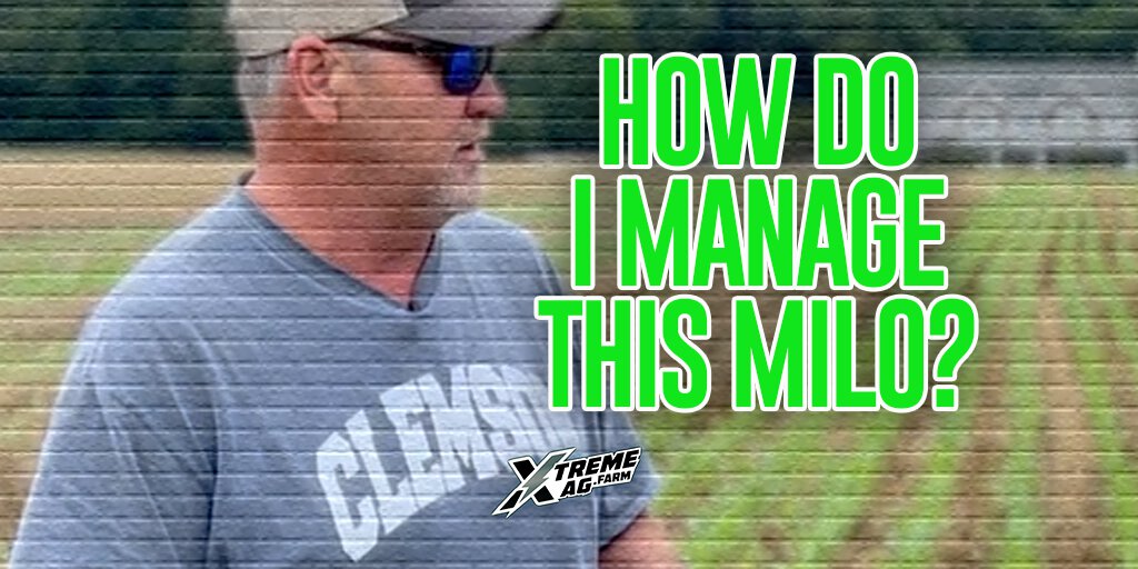 Mastering Milo Crop Management: Expert Tips for High Yield