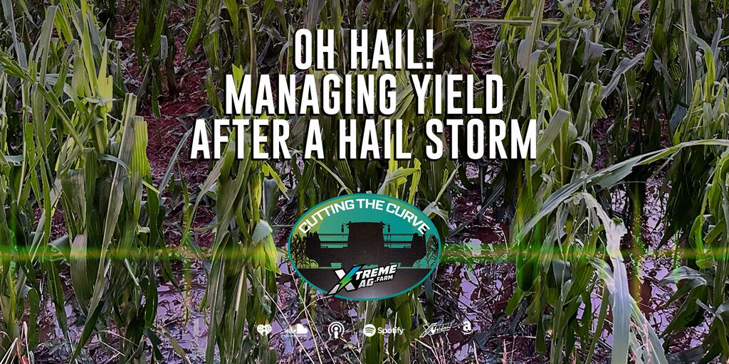 Post-Hail Storm Yield Management Strategies