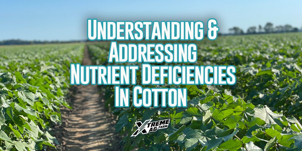 Boost Cotton Yield: Expert Tips on Nutrient Management