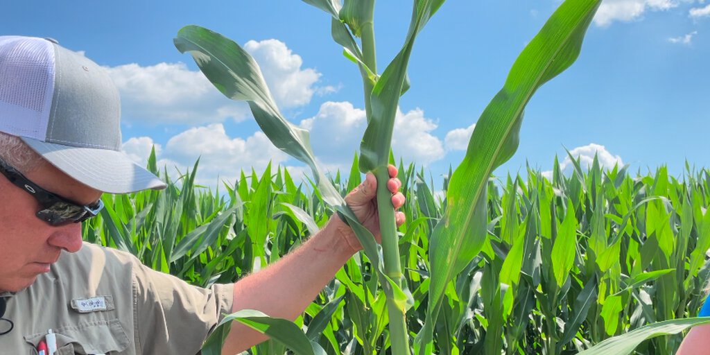 Optimal Fungicide Timing: Protecting Corn from Disease