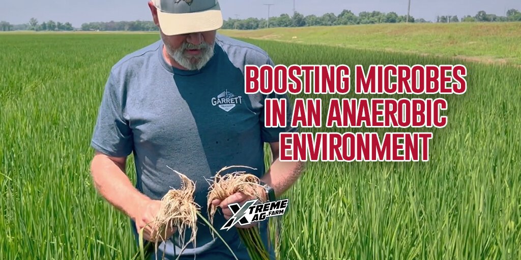 Boosting Rice Yield: Microbe Stimulation with Holganix