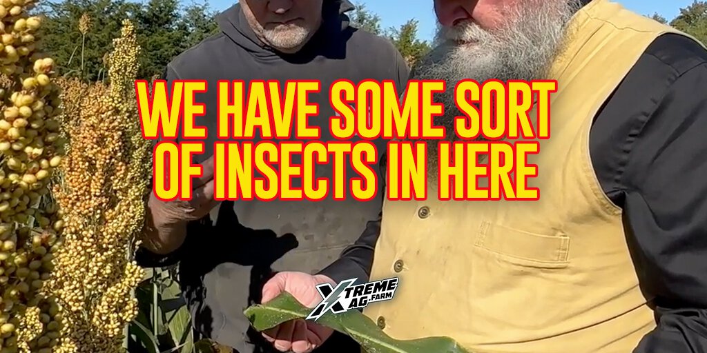 Expert Tips: Control Sugarcane Aphids on Grain Sorghum