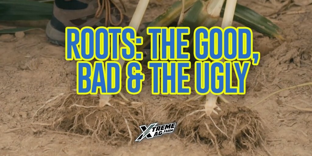 Understanding Corn Root Structures for Farming