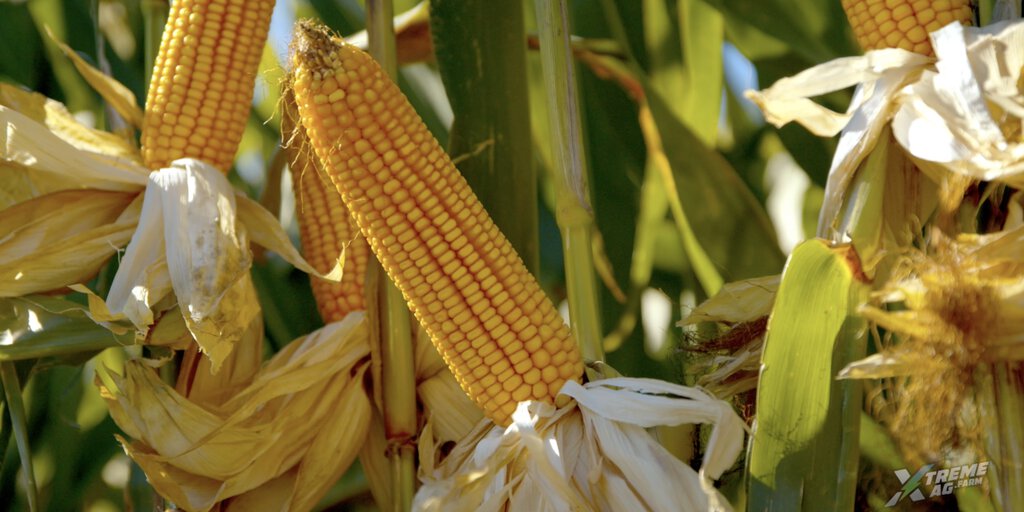 Insights on Integra Corn: Kelly's First Season Experience