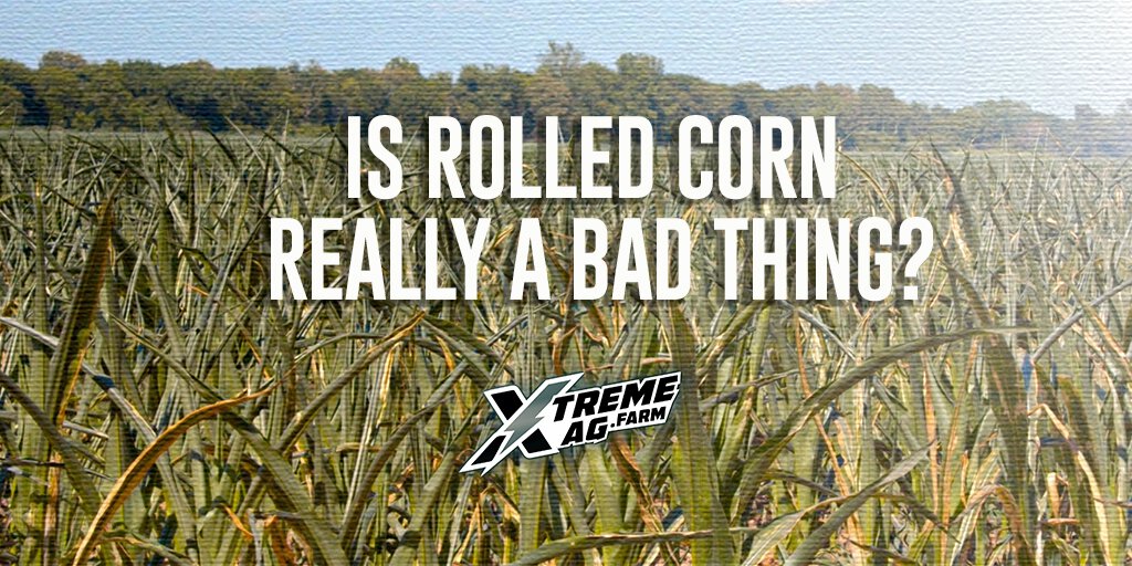 Decoding Rolled Corn: Causes and Solutions in Extreme Heat