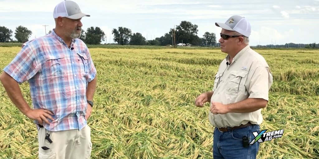 Weathering Storms: Matt's Rice Crop Challenges
