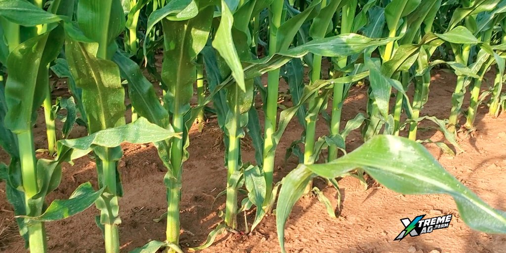 Boost Crop Growth with Chad's V7-V8 Stage Foliar Application