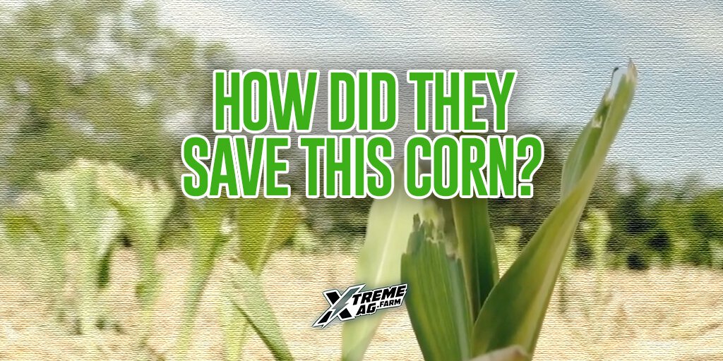 Reviving Corn: Kelly & Mike's Crop Saving Solution