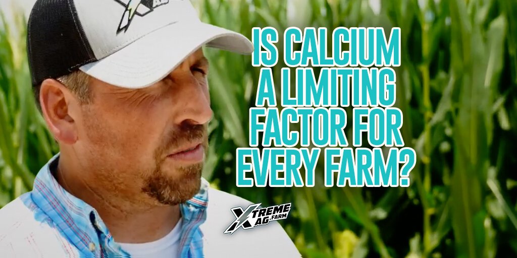 Unlocking Corn Crop Potential: Calcium's Crucial Role