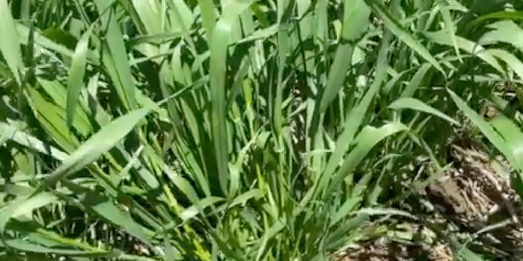 Winter Wheat Growth Update with Lee Lubbers