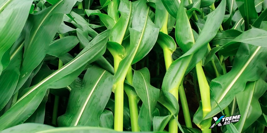 Chad's Corn Recovery Post-Windstorm Damage