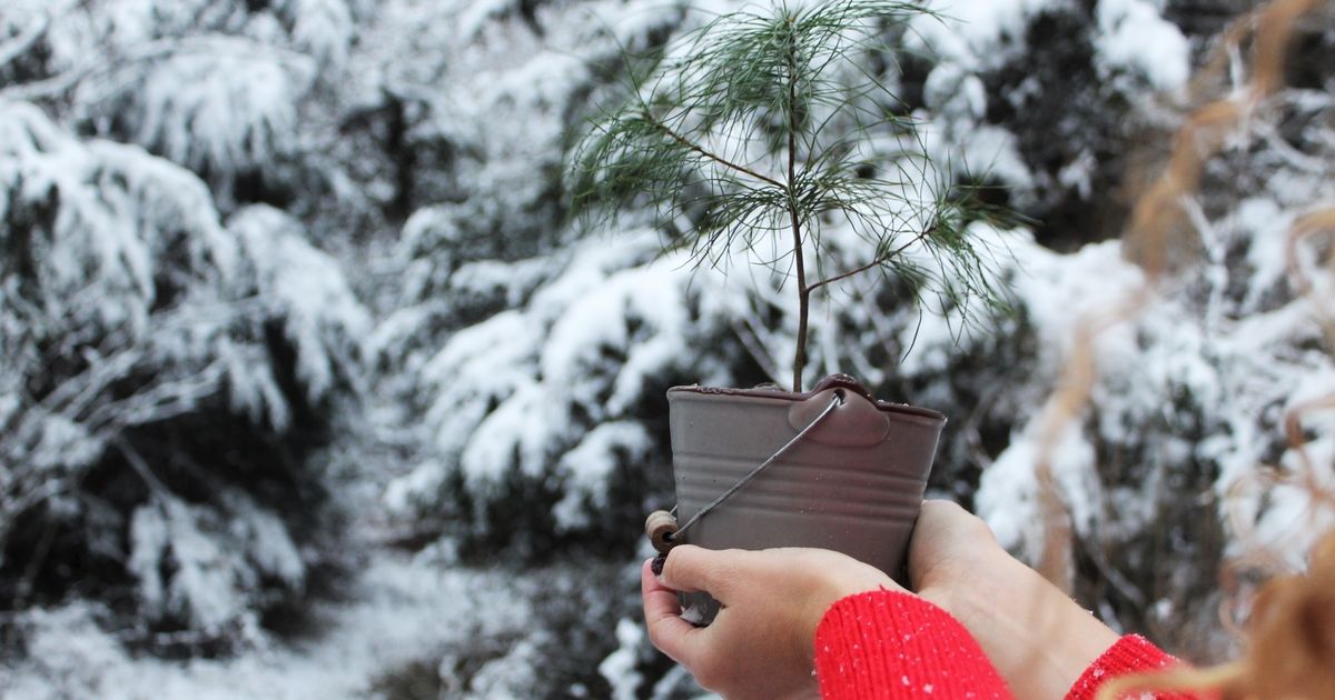 The Lowliest Tree | The Pastor's Workshop