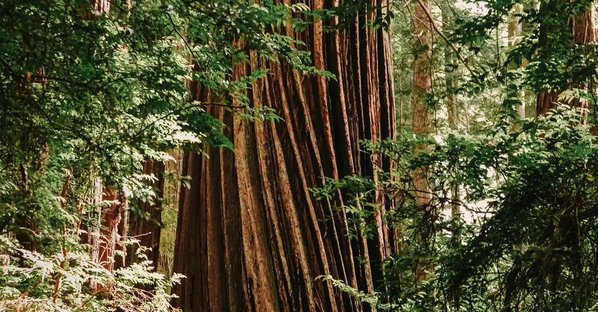 Big Trees Early Access | Wildsam