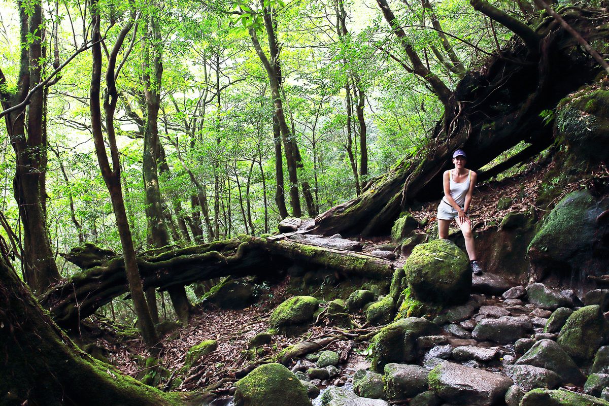 Yakushima Tours Explore Japan s Enchanted Island