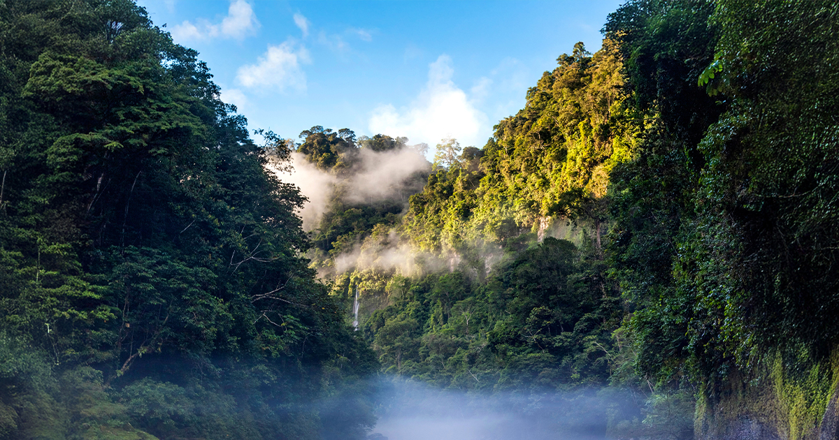 Amazon Rainforest Travel Guide: Wildlife & Adventure in Brazil | EF ...