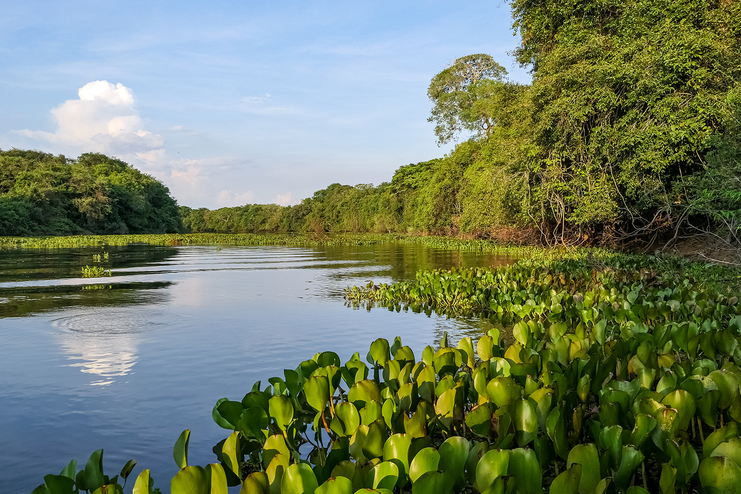 Brazil Adventure: Amazon, Pantanal & Bonito | EF Ultimate Break