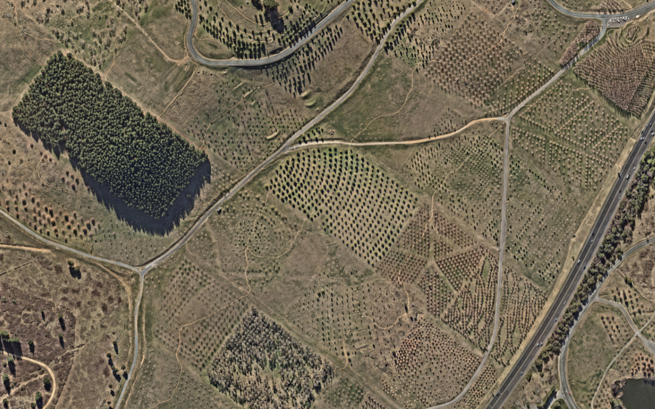 A view for growth: the forest and the trees | Nearmap AU
