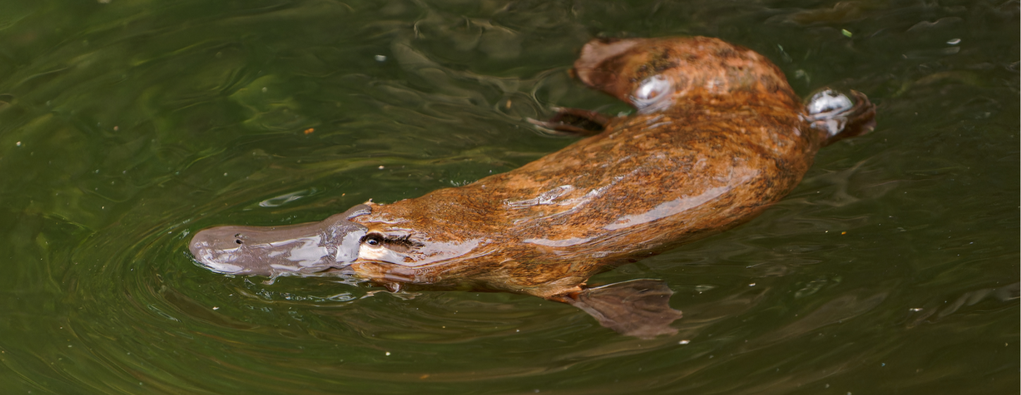 Academic tech expertise helping save the platypus | Nearmap AU