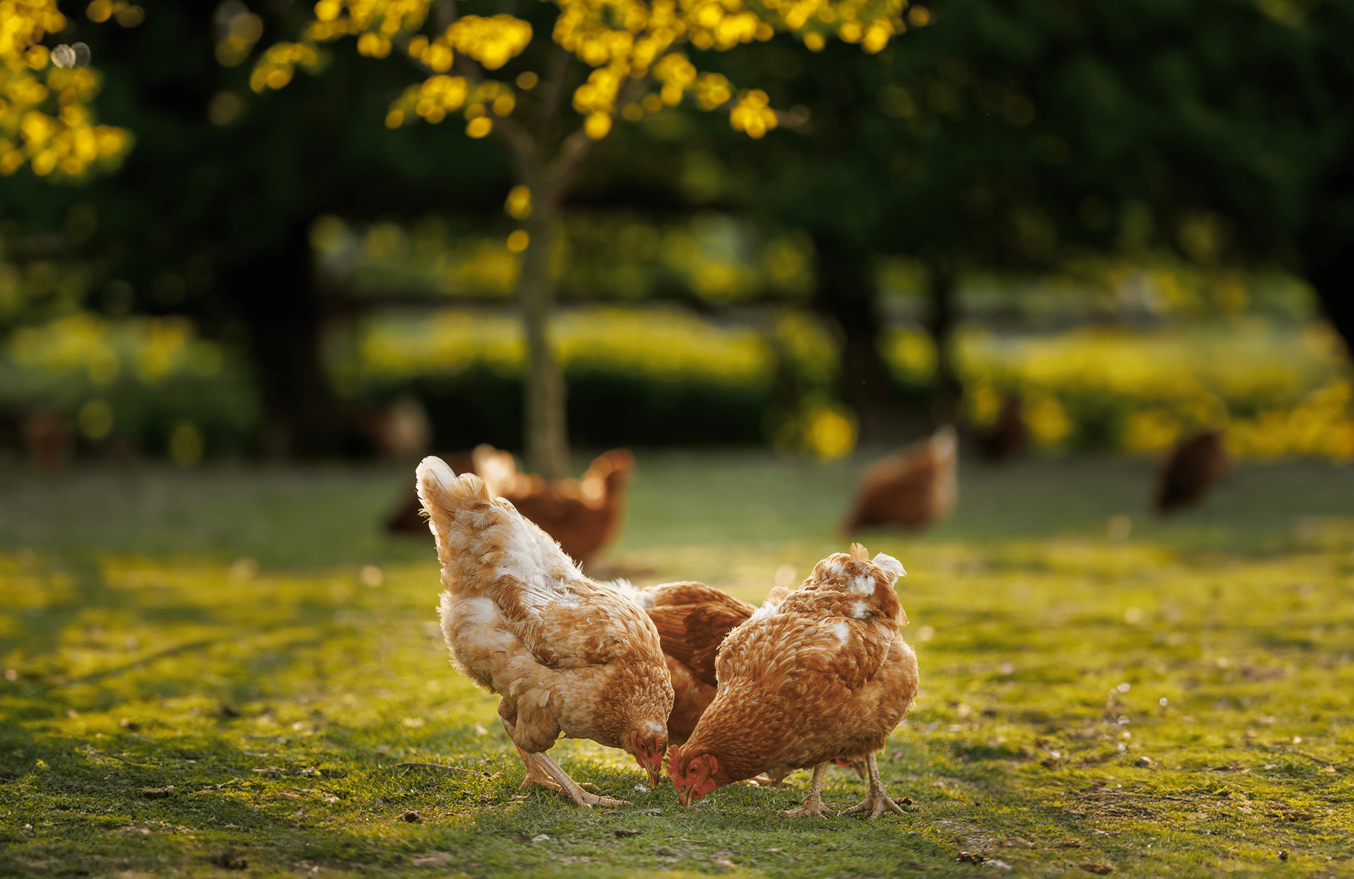 Mill for your chickens