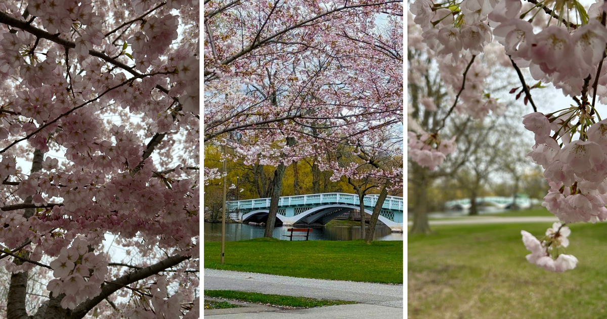 Your Guide to Cherry Blossoms on the Toronto Islands