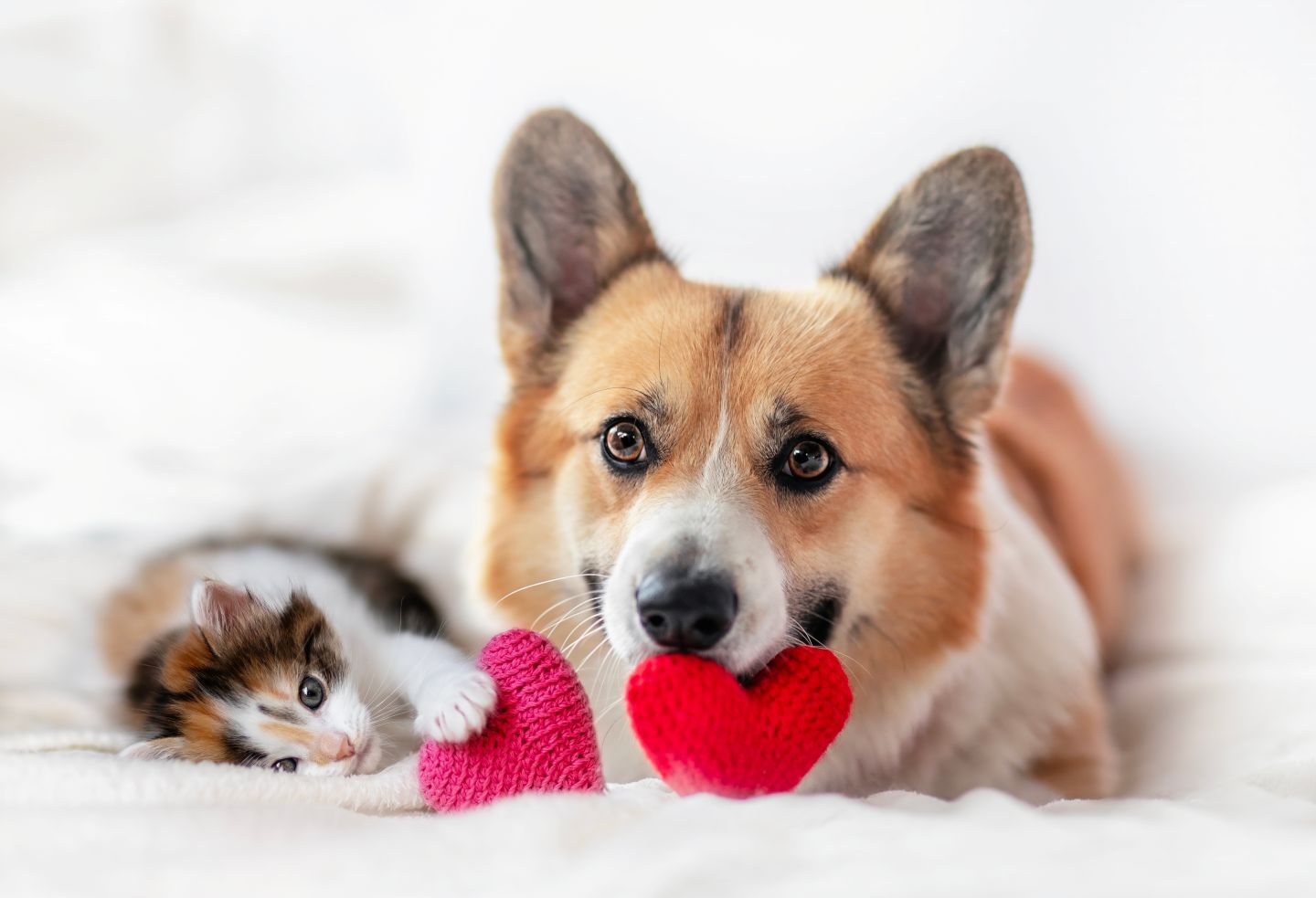 NRF | Pets get all the love this Valentine’s Day
