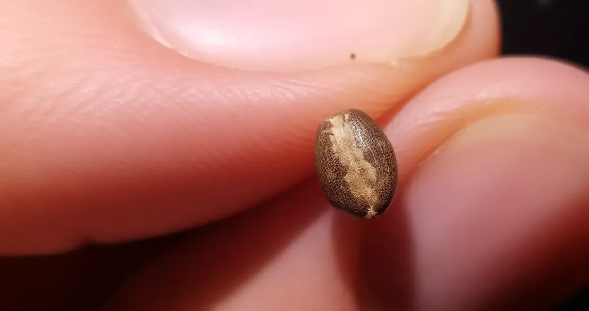 What to Do When Cannabis Seeds Won’t Germinate - ILGM