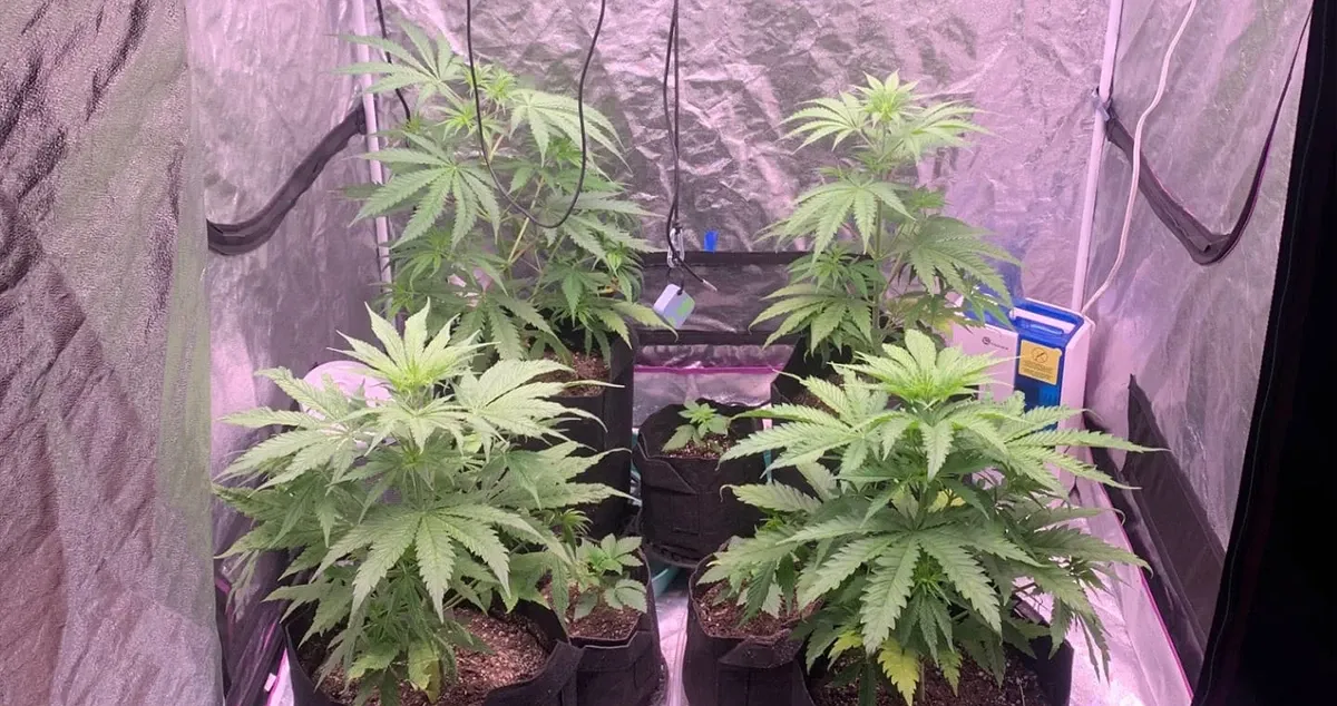 How Many Cannabis Plants Fit in a Grow Tent? - ILGM