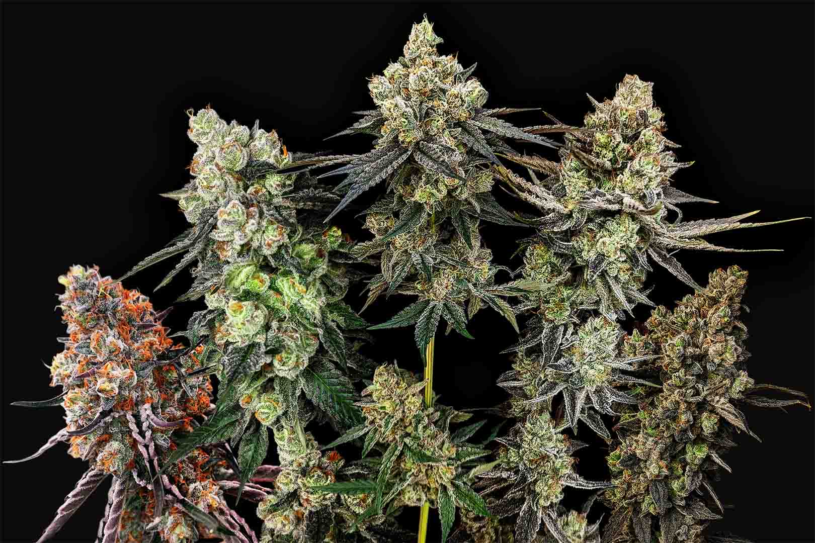 Phylos Bioscience x ILGM: – ILGM