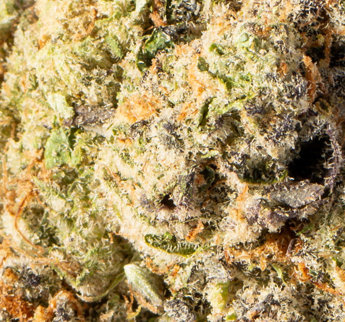 Pink Lemonade Strain | THCa Flower | Mood