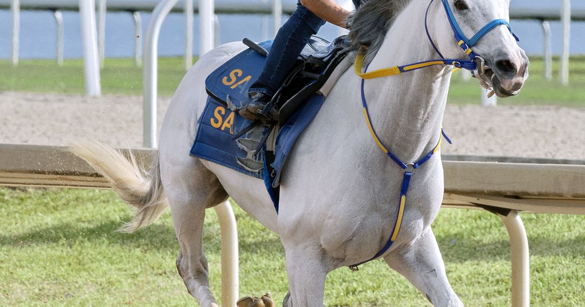 Joseph confident vets will let White Abarrio run in Stephen Foster