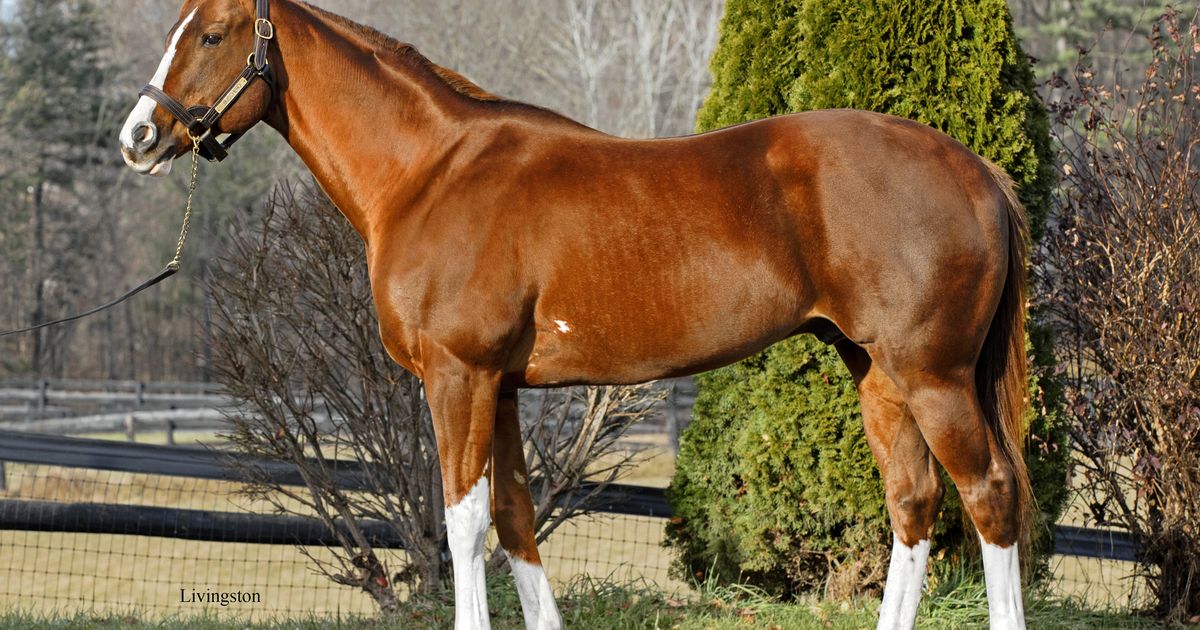 Bucchero yearlings hit bull market at Fasig-Tipton New York-bred sale