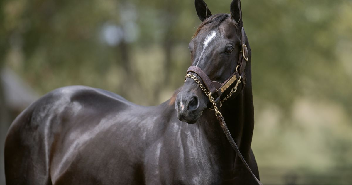 Not This Time chasing Into Mischief in sire rankings